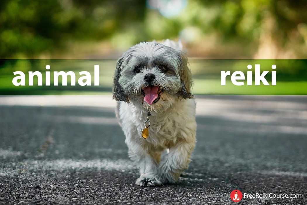 Learn how to do Animal Reiki for free