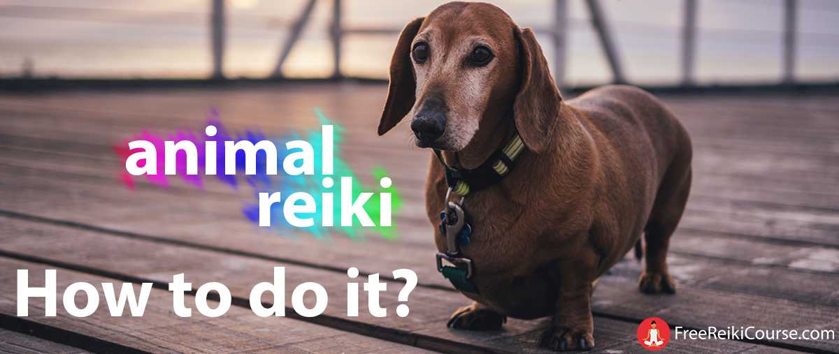Learn how to do Animal Reiki for free